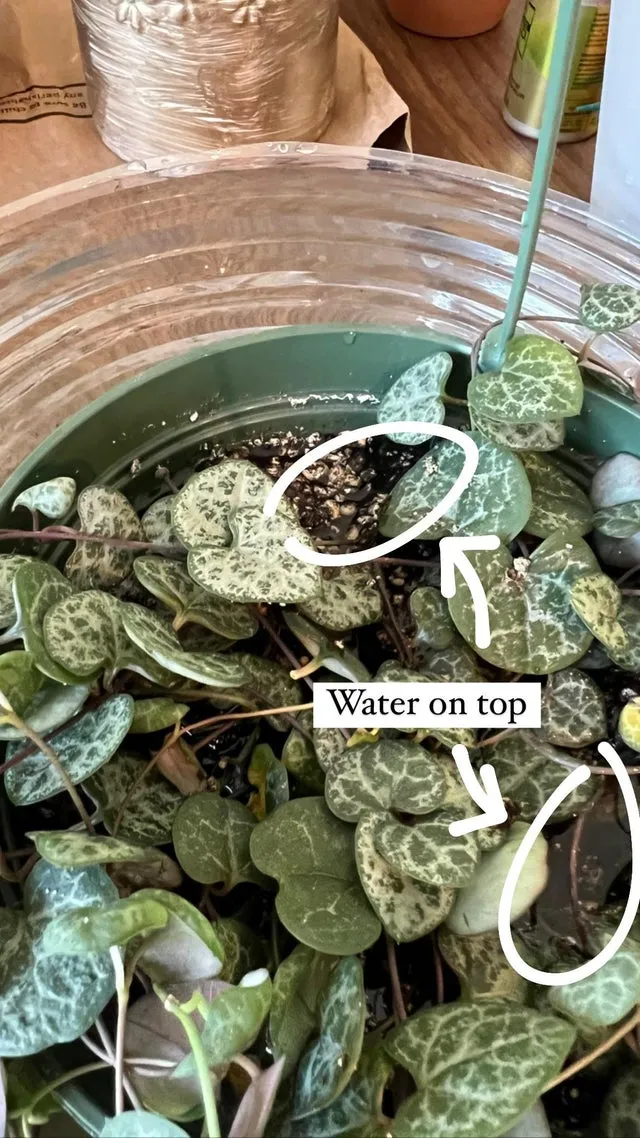 Exploring the Impact of Bottom Watering on Hydrophobic Soil Conditions ...